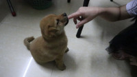 中华田园犬的特性,主人放手在大黄嘴里,它也不敢咬!