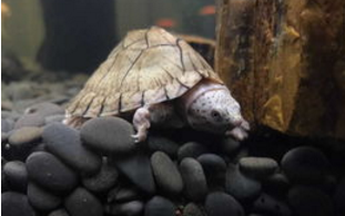 【龟缸底沙】常见的龟缸底沙的简单介绍,希望对你们选择底沙有帮助