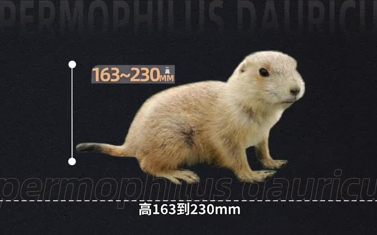 被称为“大眼贼”的啮齿类动物