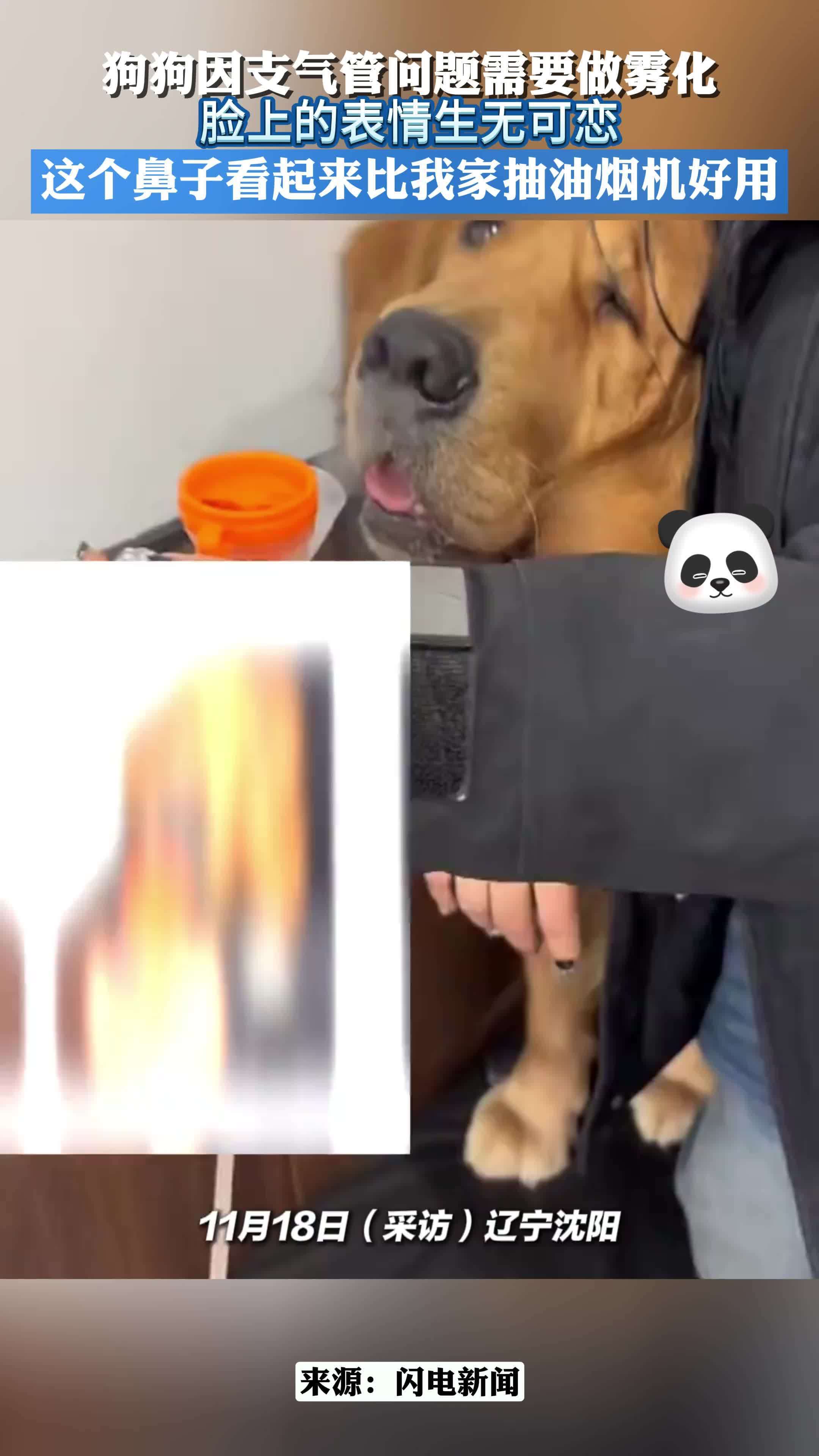 狗狗因支气管问题需要做雾化,脸上的表情生无可恋,这个鼻子.