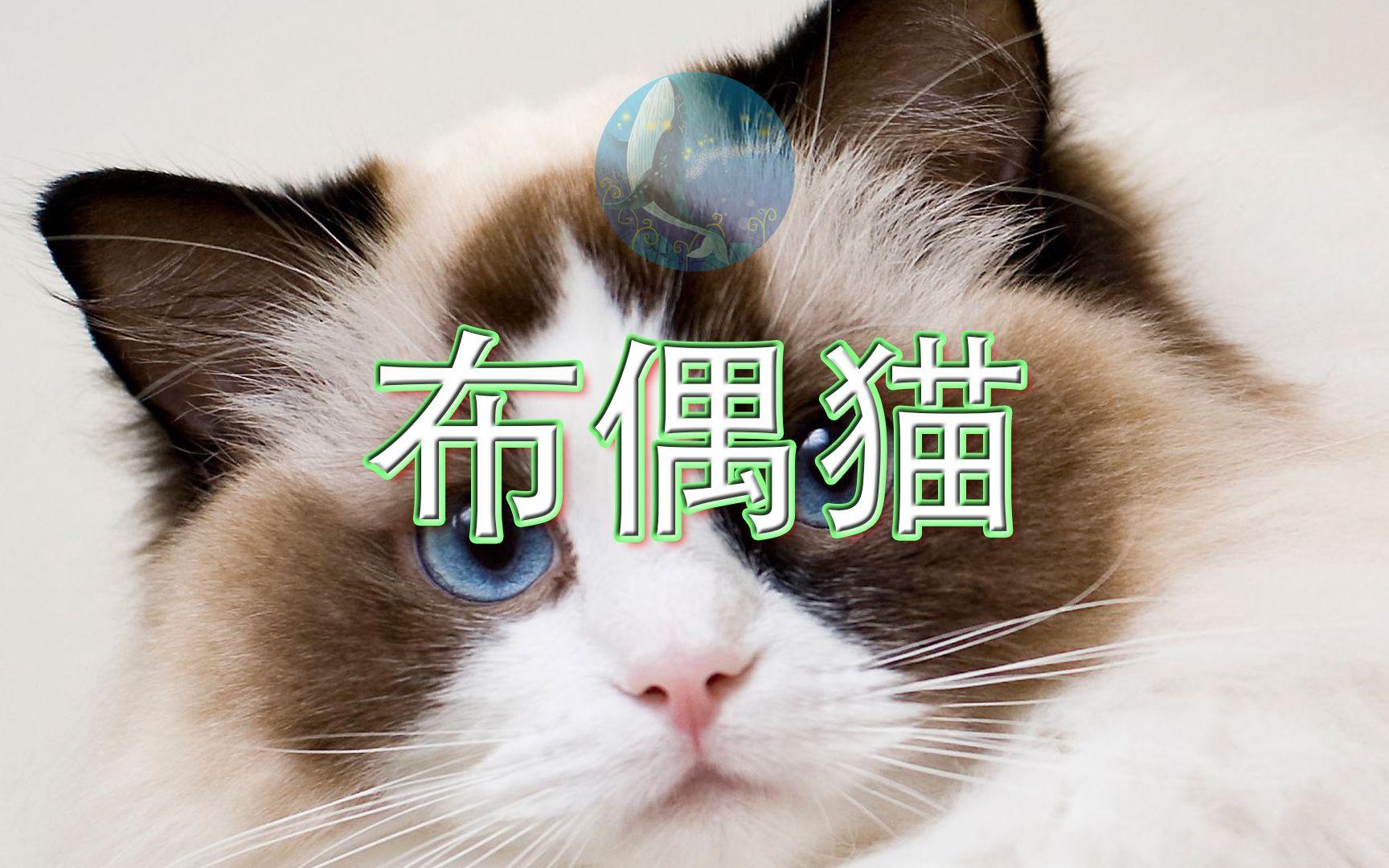 动物科普百科 - 布偶猫、布娃娃