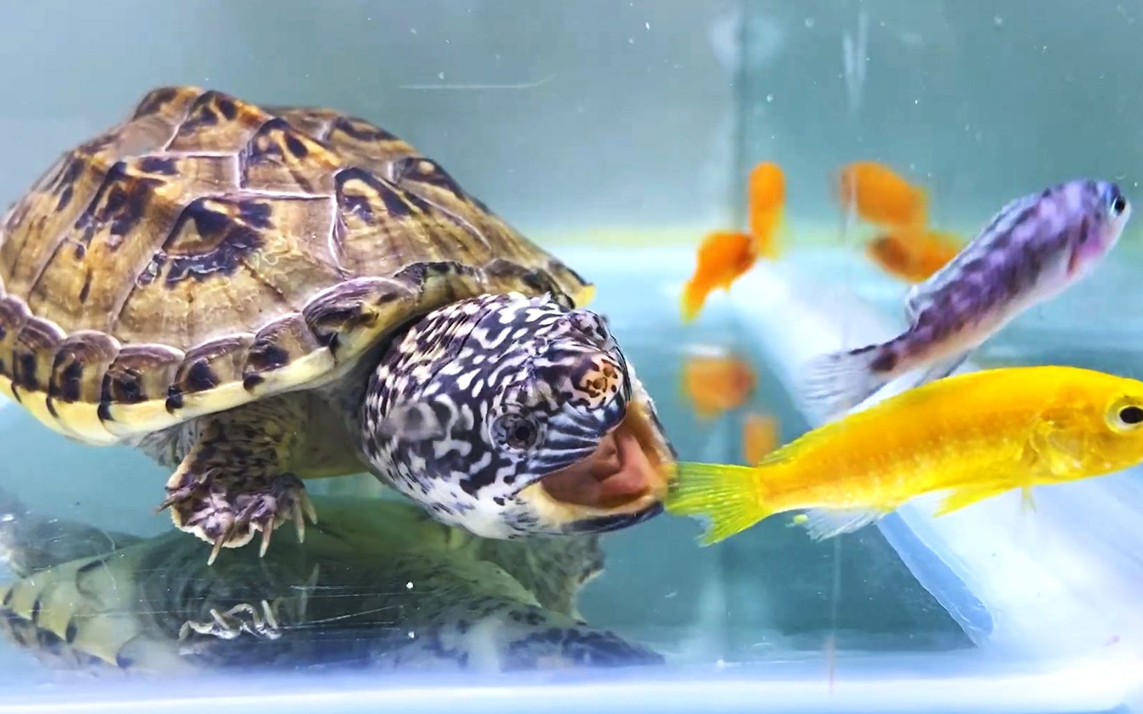 把观赏鱼放进凶猛的龟缸里会发生什么?