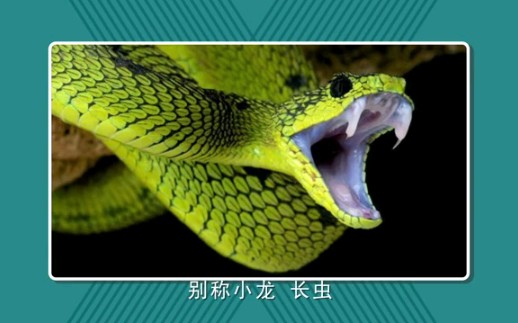 立懂百科 带你了解蛇