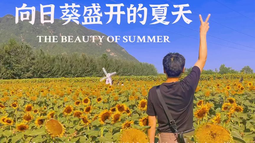 所有关于夏天的文案,都抵不过这盛开的向日葵ߌ� #向日葵花海