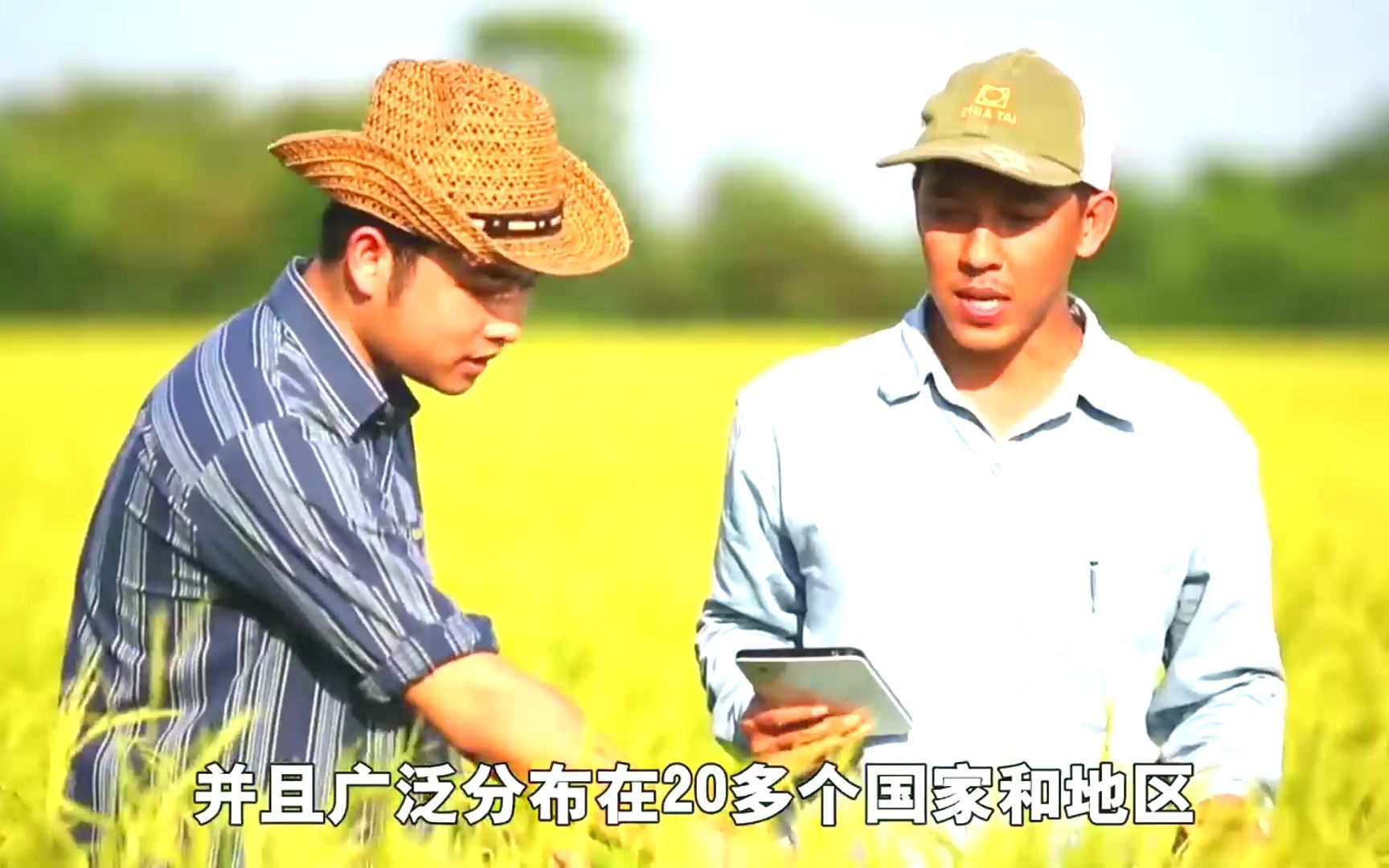 为什么东南亚的富豪榜上,大多都是华人?他们都是一群干嘛的?