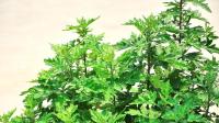 农村随处可见的艾草, 没想到还有这几种功效, 后悔扔的太多了