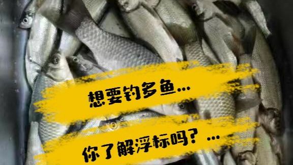 了解浮标作用,能让你更好的使用浮标,选择钓位钓法,钓更多的鱼