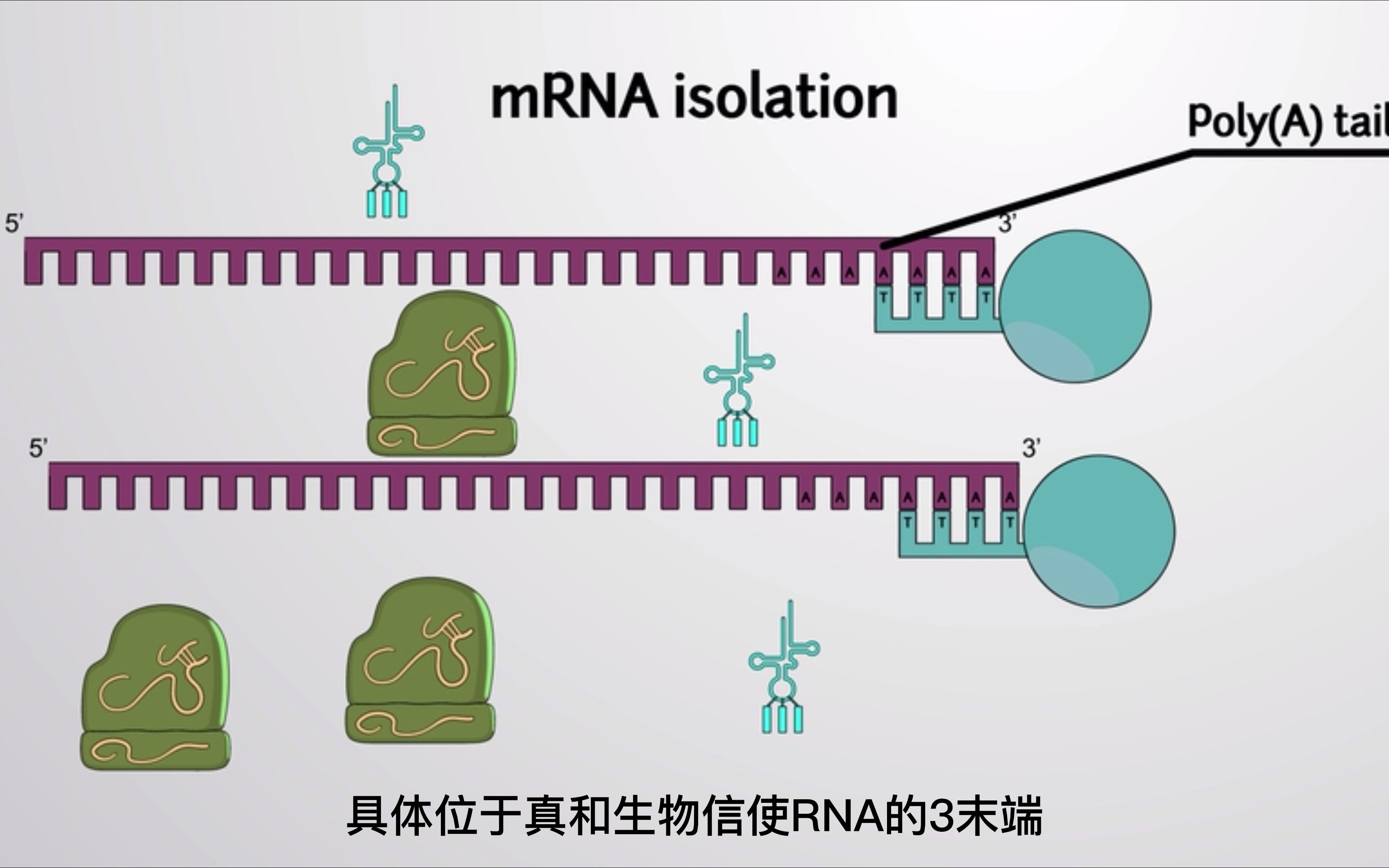 如何从细胞中提取mRNA,通过mRNA逆转录出来的是cDNA有什么用呢?