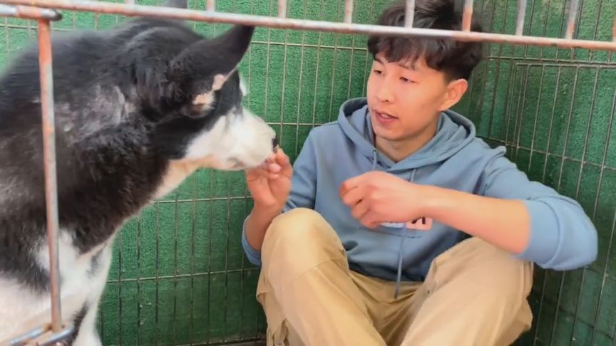 纠正3岁哈士奇护食咬人,不要等把狗养成这个样子时才想到训练物