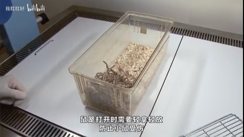 实验室入门—小鼠系列基本操作视频