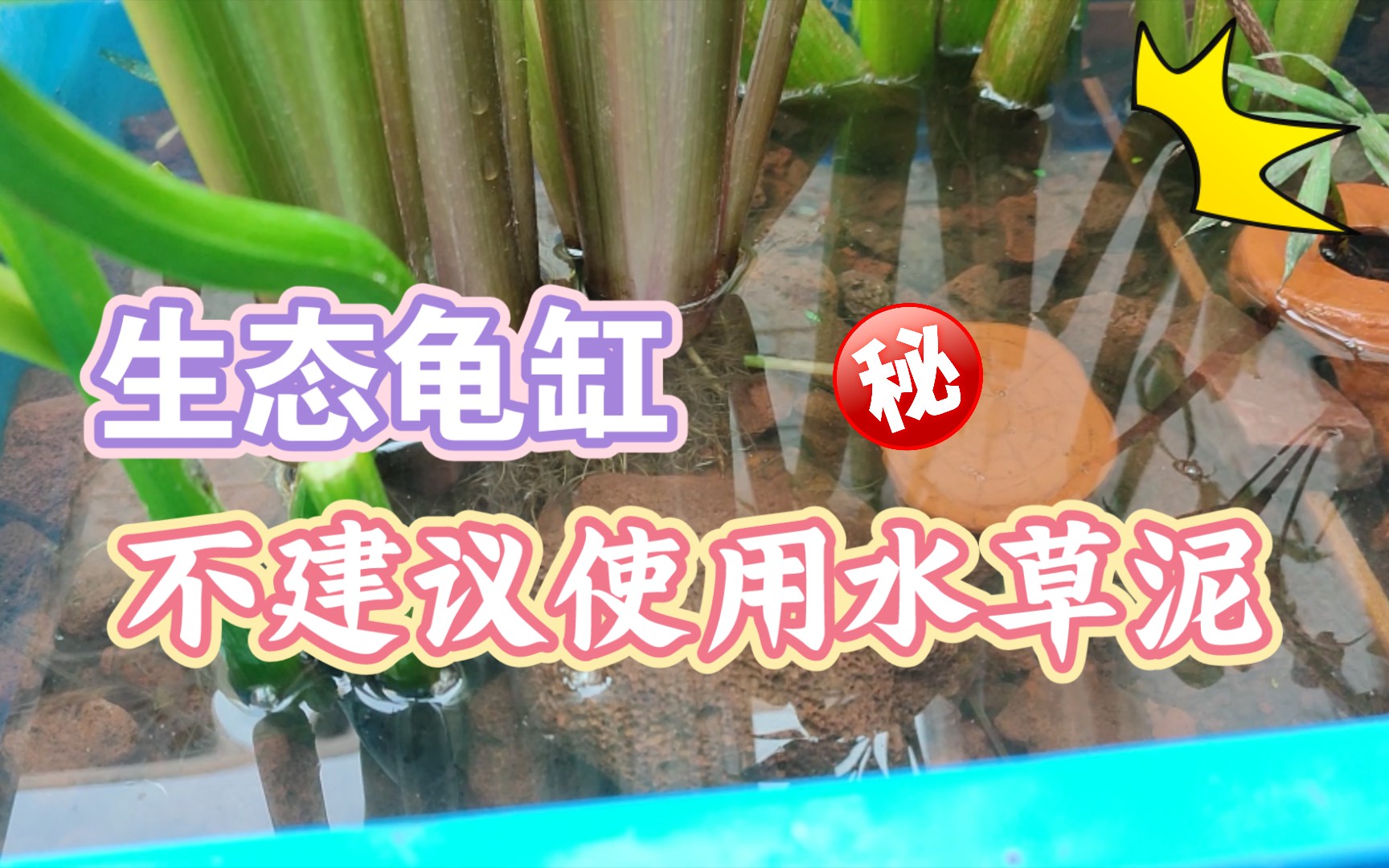 【古法养龟】生态龟缸不建议使用水草泥的原因,火山石颗粒打底,上面...