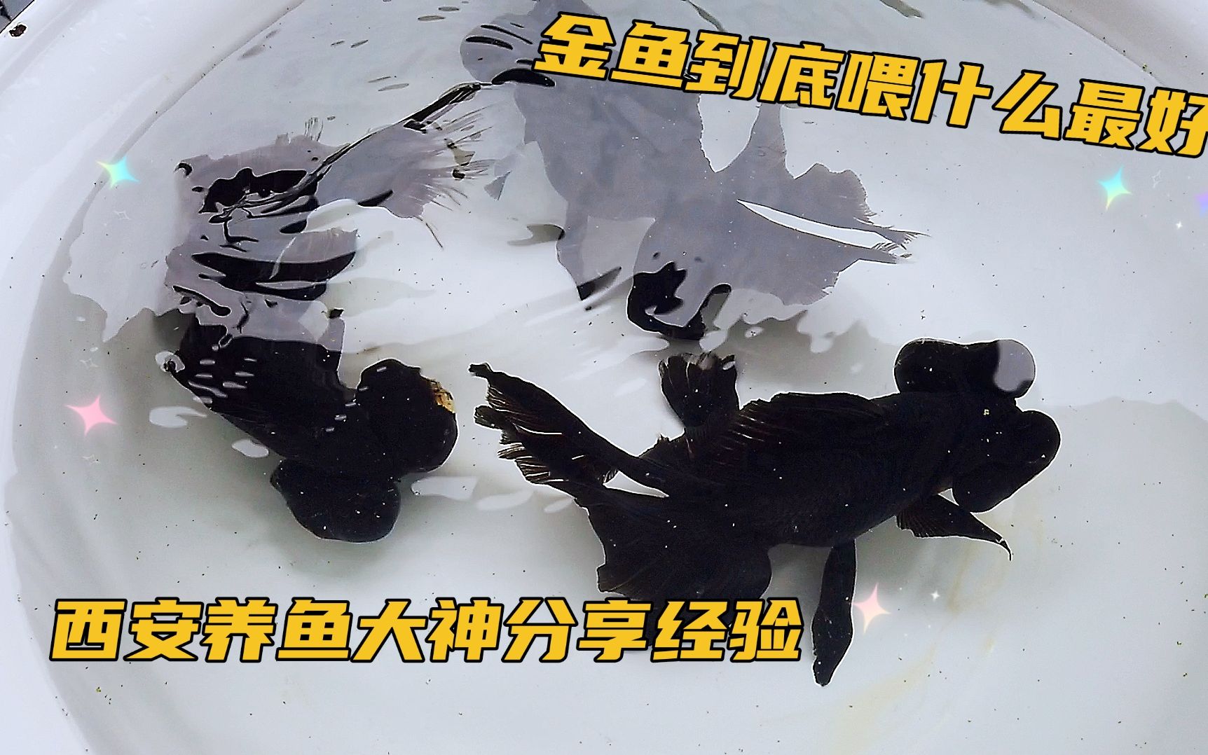 腰子泡,蚕豆眼,算盘子:西安这些逐渐消失的金鱼品种,你见过吗