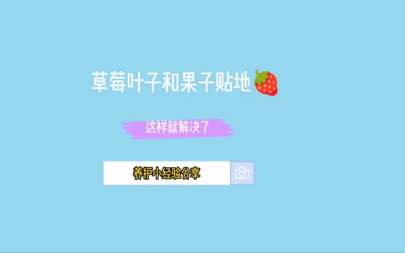 一招解决草莓果子腐烂叶子贴地的问题
