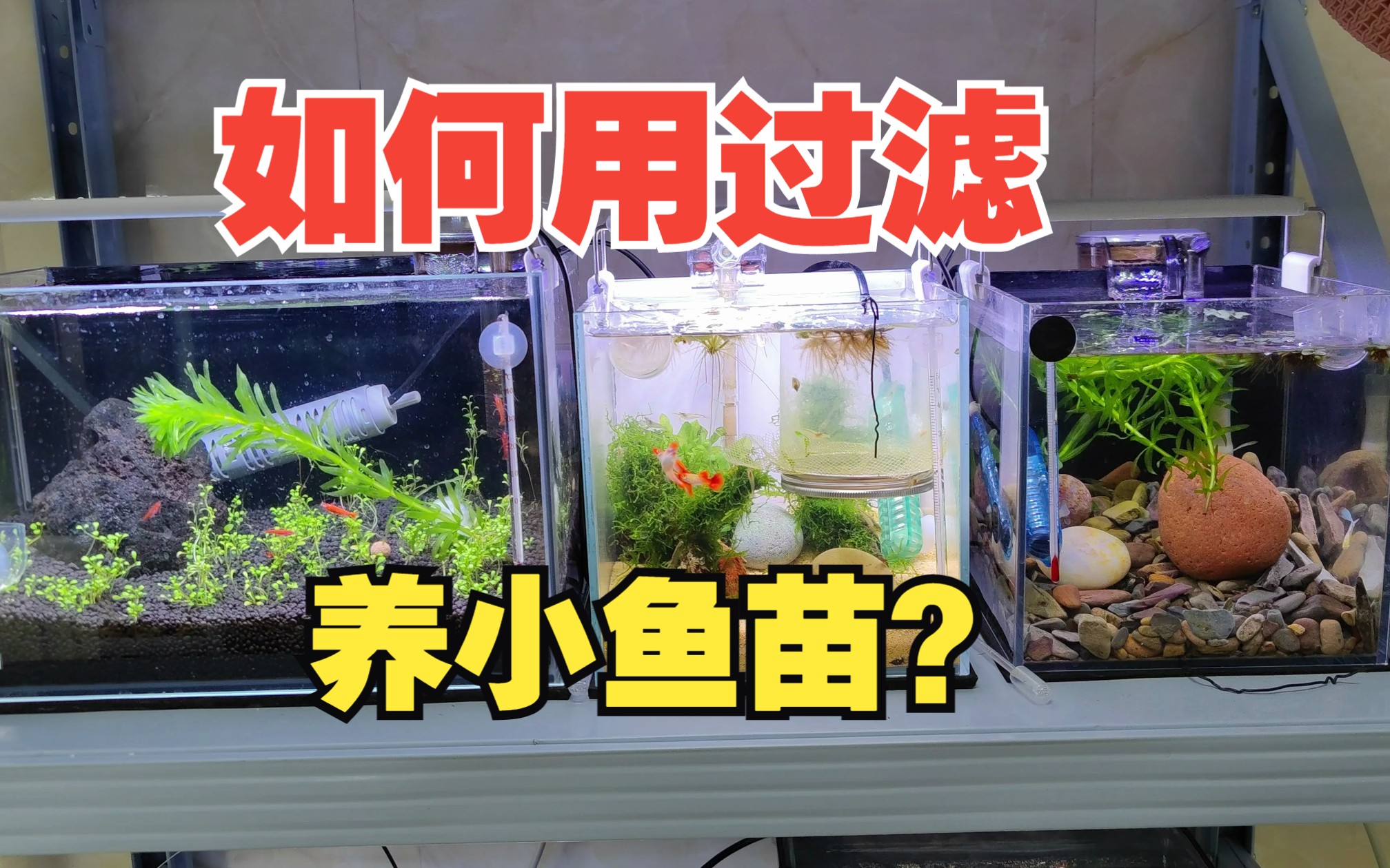 【初一】如何用过滤养小鱼苗?三招完美解决水泵吸鱼问题