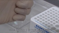 诺唯赞生物Tunel细胞凋亡检测