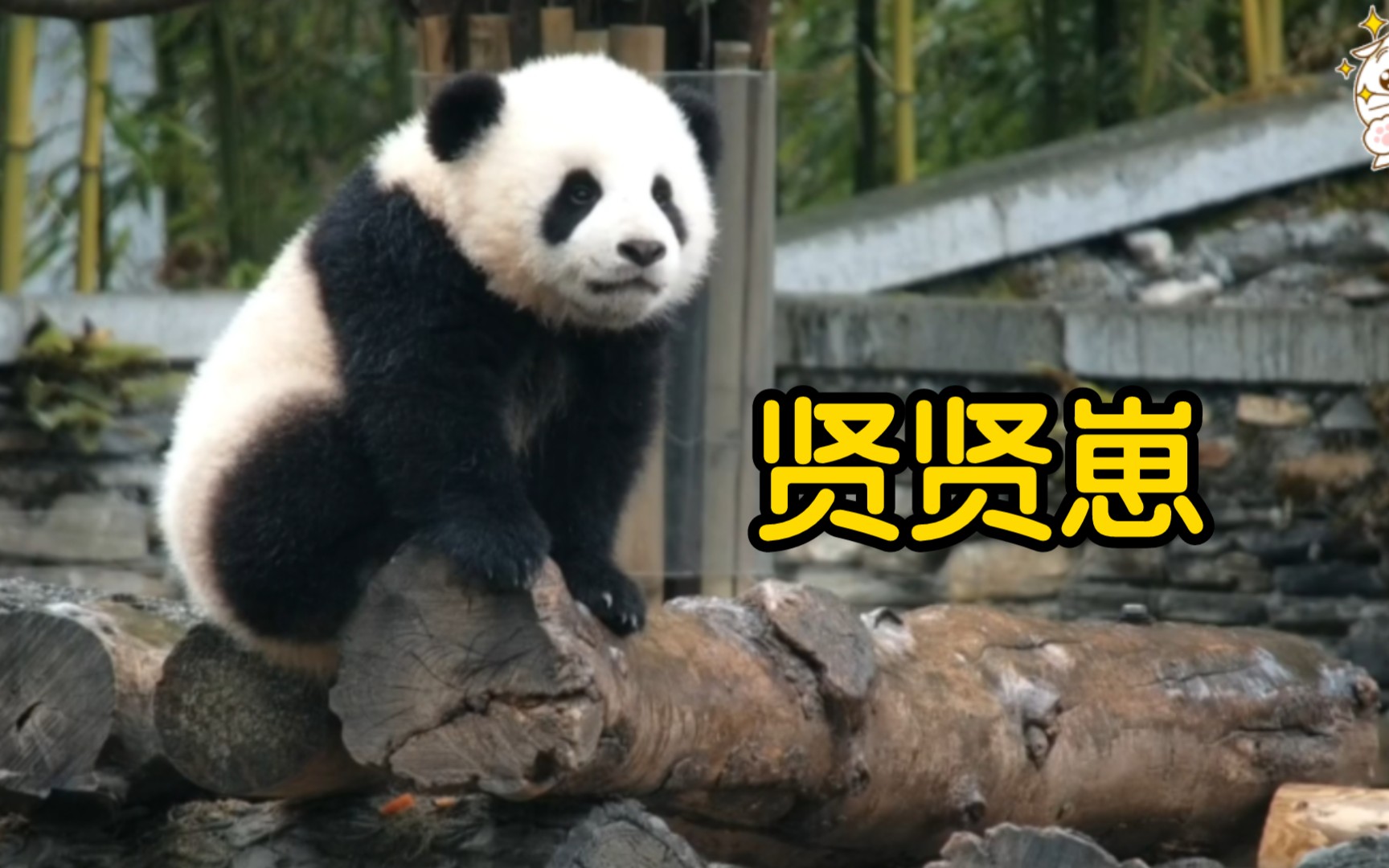 ...小尖尖,两个耳朵好像还没有完全立起来,将来也会是个大朵朵美熊熊