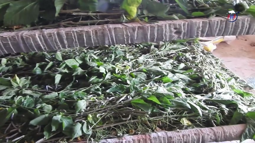 国外养蚕全过程,你看过吗?