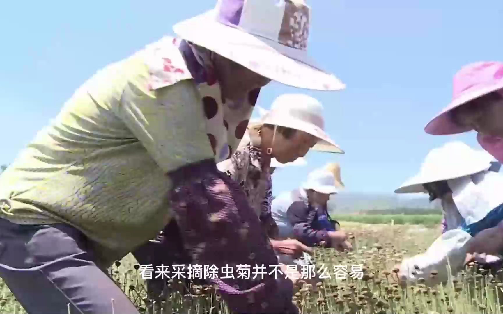 “采花大盗”多受欢迎?小伙发明自动采菊机,成功解放云南劳动力