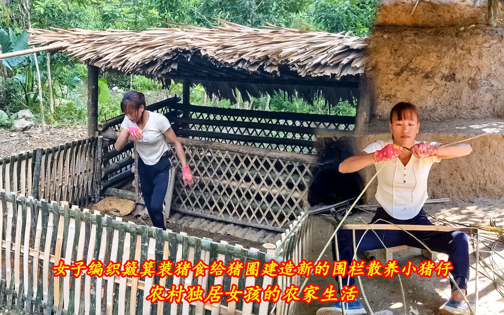 女子编织簸箕装猪食建造围栏散养小猪仔,农村独居女孩的农家生活