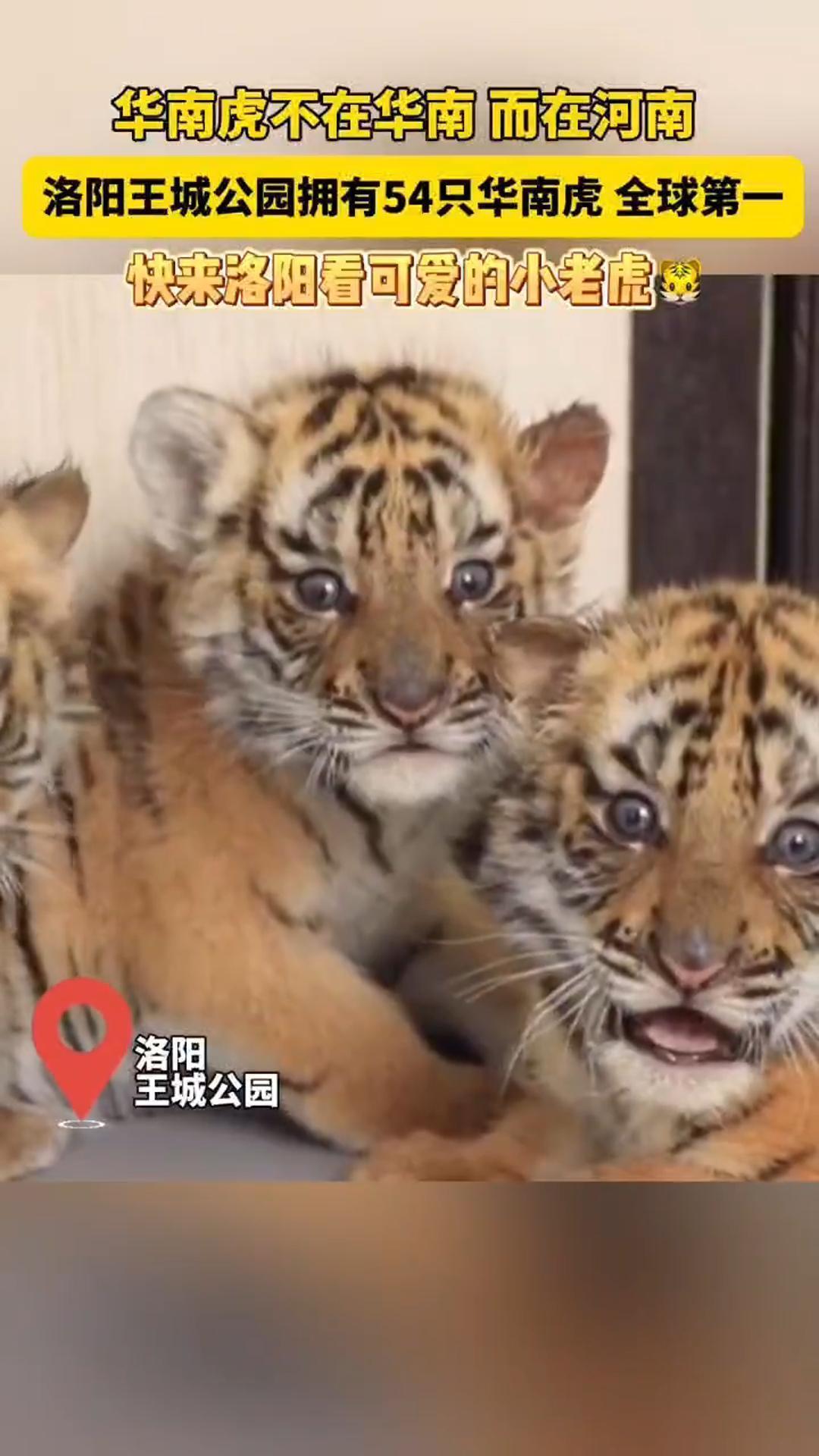 万万没想到,华南虎不在华南,竟然在河南!