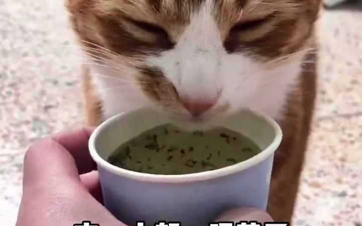 拉肚子的时候,永远不要相信任何一个屁,猫的也一样!