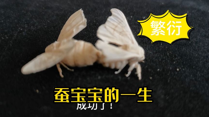 蚕宝宝的一生——成功繁衍