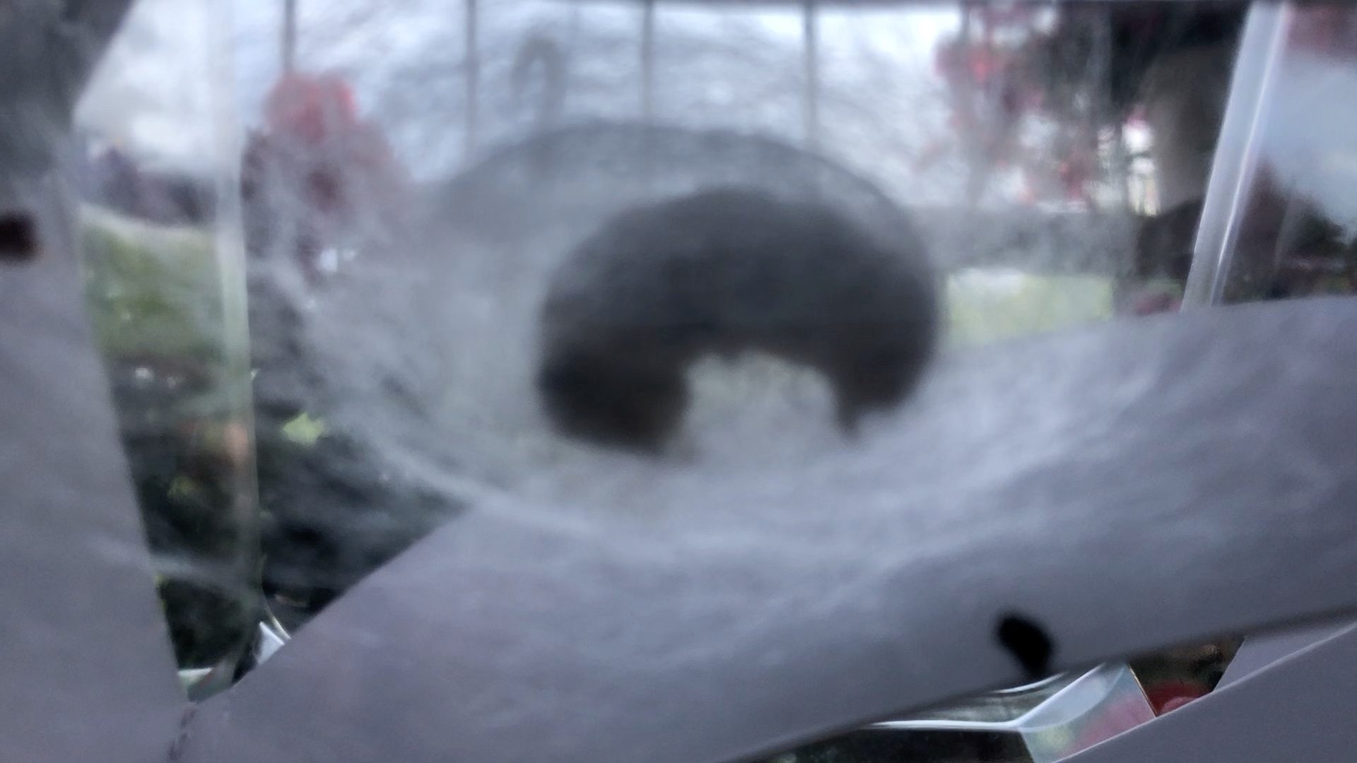 正在结茧的蚕宝宝