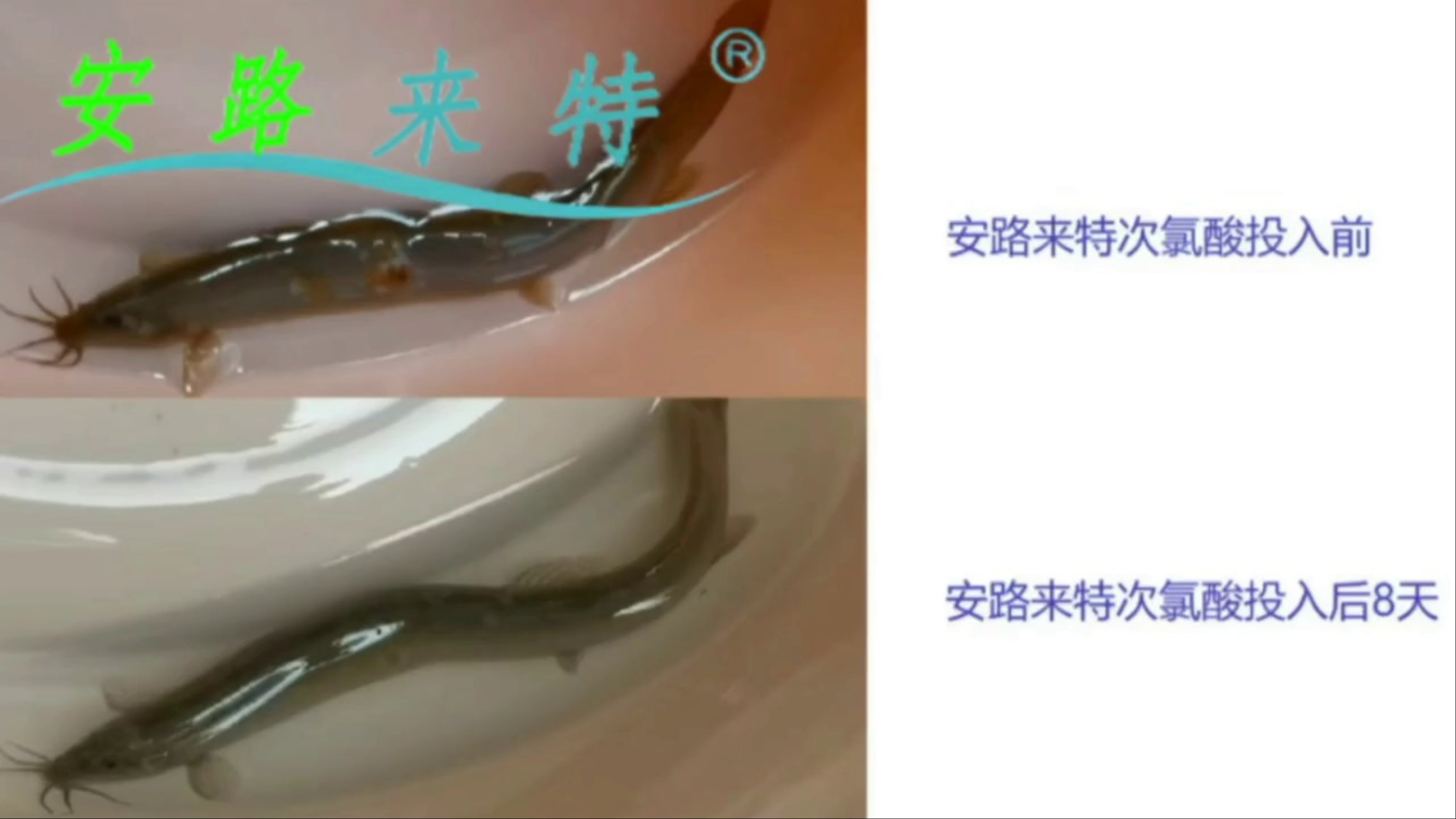 次氯酸在水产养殖