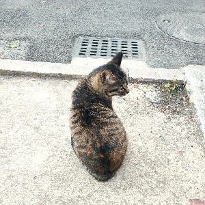 叁达不溜刀抗母路易王 