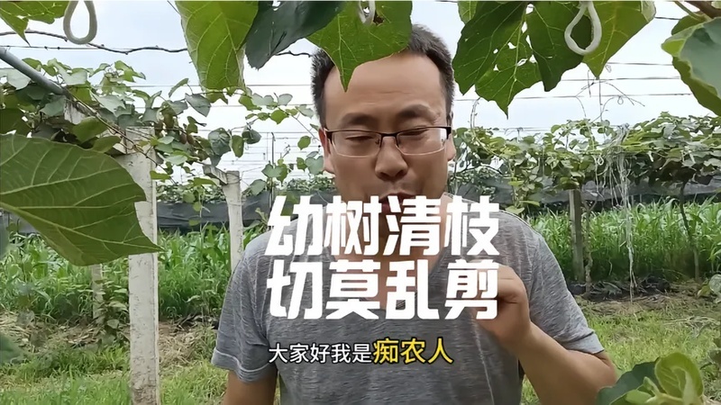 猕猴桃幼树清枝是确保主杆生长和树形形成,切莫乱剪,要分开主次