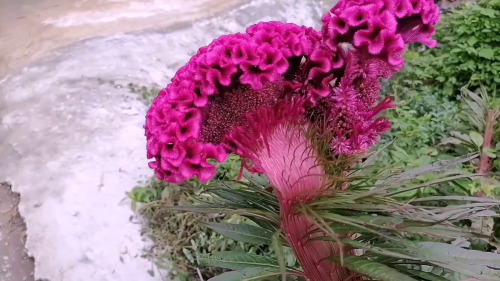 鸡冠花有很高的药用价值,到底是啥药用价值呢?一起来了解一下吧