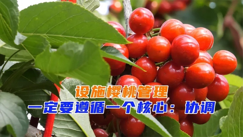 设施樱桃管理一定要遵循一个核心:协调