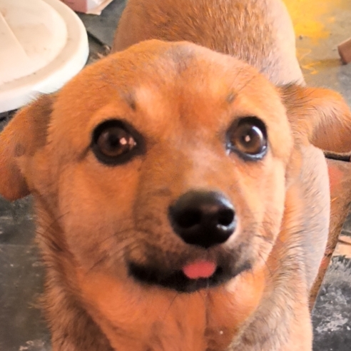 不灭地威丶丁鲁特 