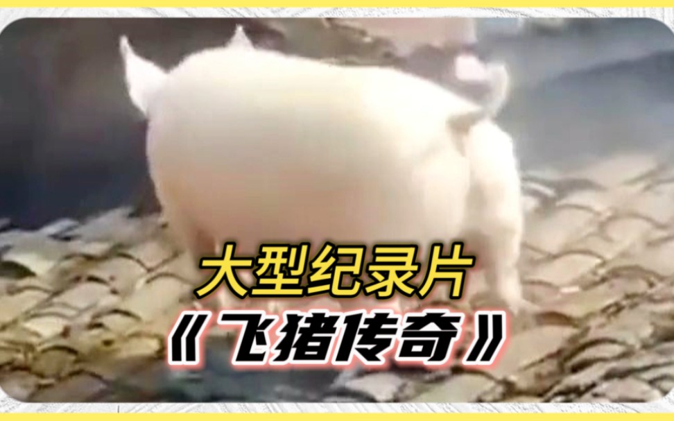 第9集 大型纪录片《飞猪传奇》持续为您播出