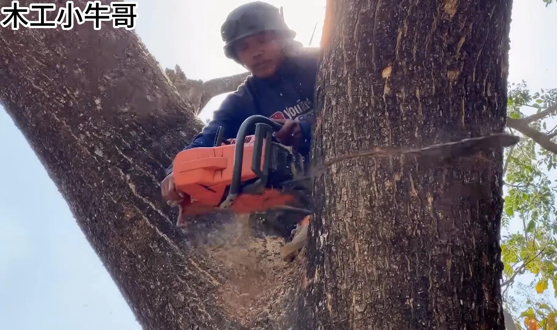 伐木工砍伐树林中一棵老树枝的特伦贝西树