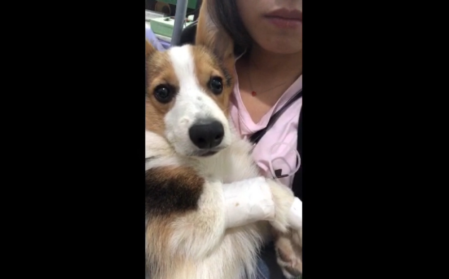 狗子得了细小