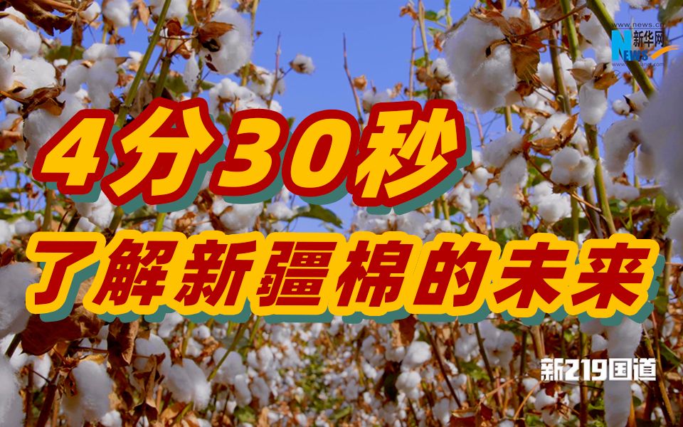 新疆长绒棉 三代人培育出的小种子大未来