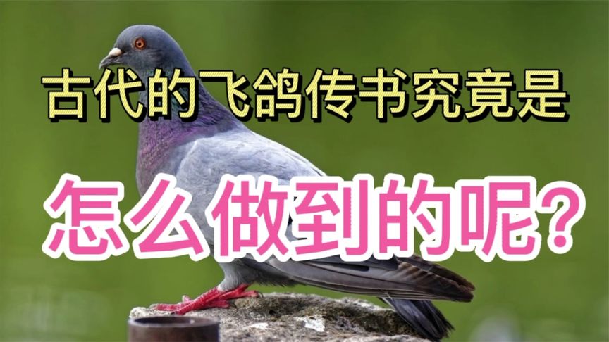 古代的飞鸽传书究竟是怎么做到的呢?