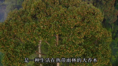 植物界中奇妙而又壮观的传播方式