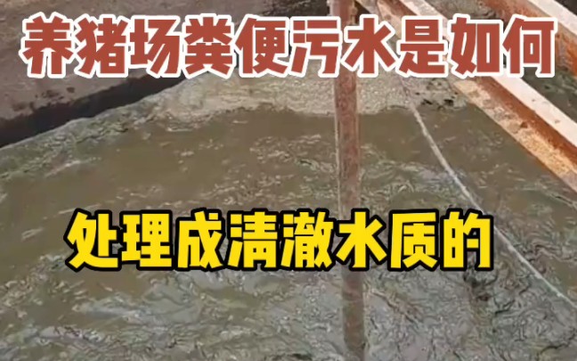 #养猪场粪便污水处理 #养殖场污水脱色处理有效方法 #聚丙烯酰胺 ...