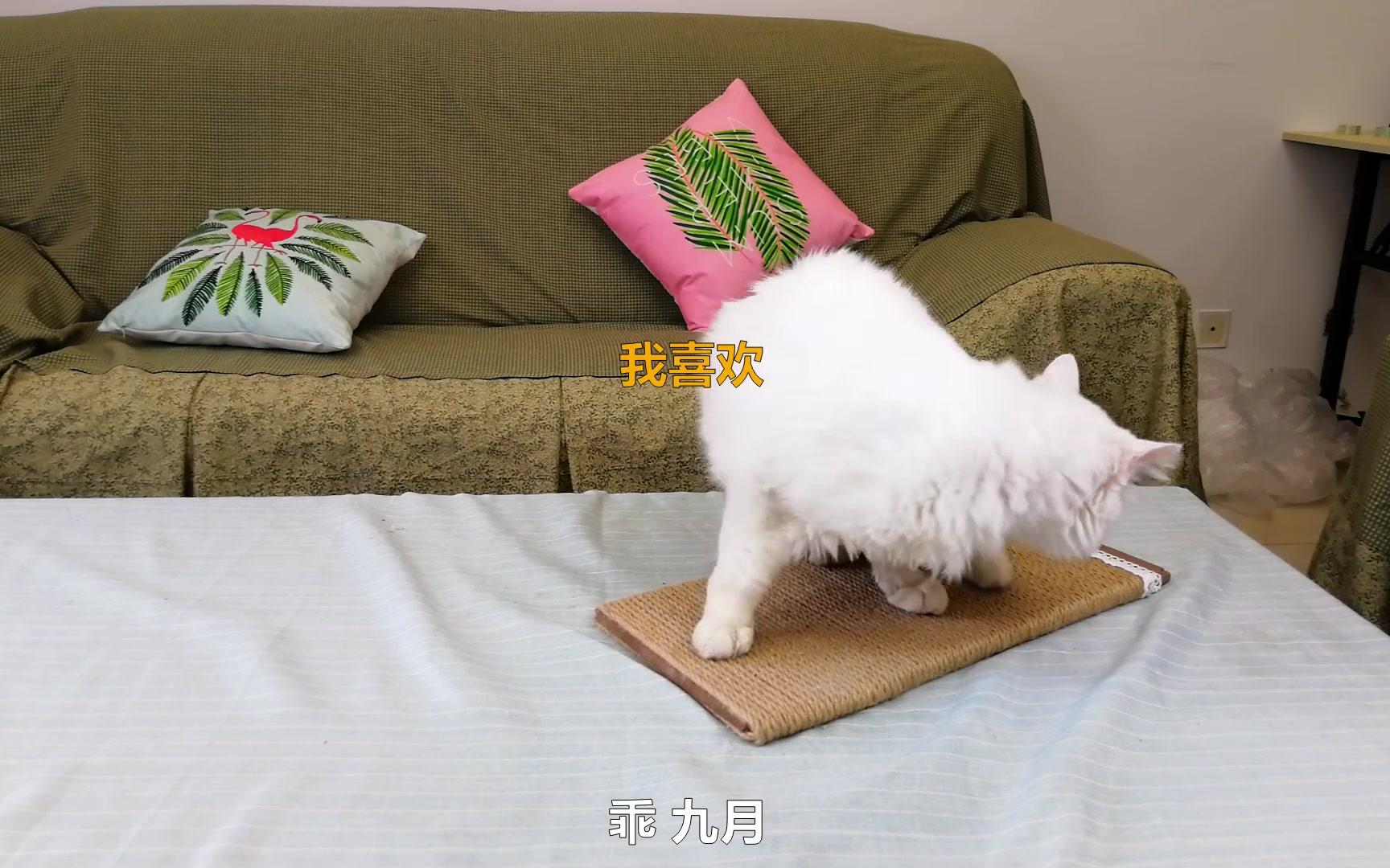 简单易学还实用,教你如何DIY猫抓板