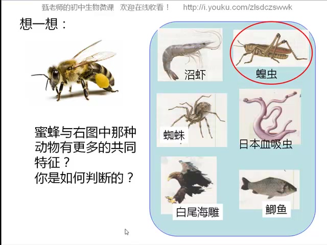 初中生物原创微课视频 八上41 从种到界