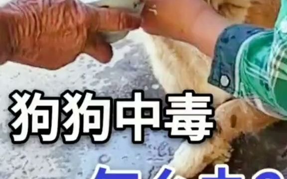 宠物狗狗狗中毒急救。转发分享给你身边的人,帮助更多狗狗!