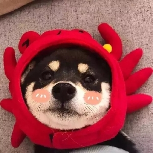 绘麟噜噜噜 