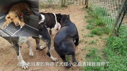 犬细小病毒有多致命?为何老手都避之不及,染病幼犬能否存活?