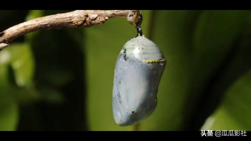 看破茧成蝶全过程美的惊人!