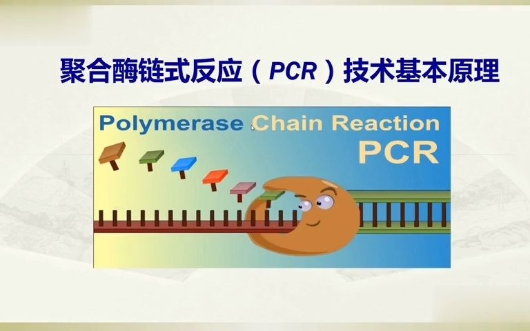 聚合酶链式(PCR)反应的基本原理和检测依据#新冠核酸检测