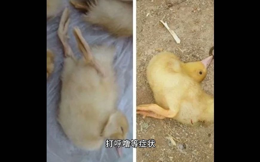 鸭子咳嗽是什么原因引起的 肉鸭咳嗽怎么治疗 小鸭咳嗽要用什么效果...