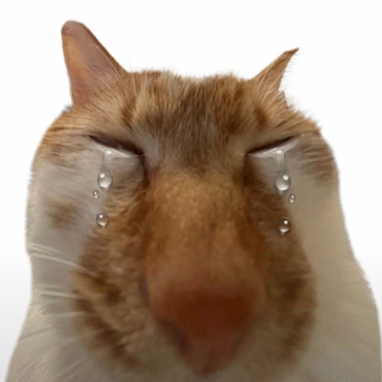 呼呼大笨蛋 
