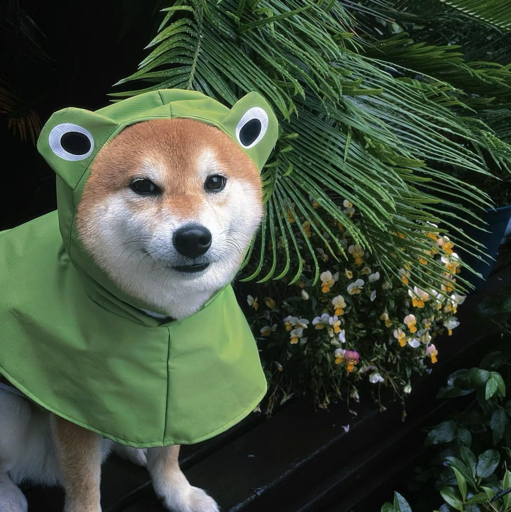 yi只大包 